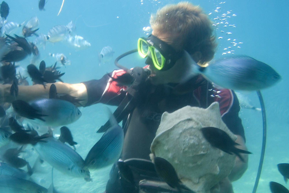 Swimming with the Fish: Accessibility Statements ⋆ SeaMonster Studios